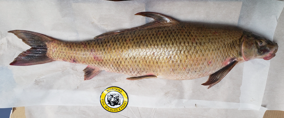 Great Falls man sets new state record for blue sucker