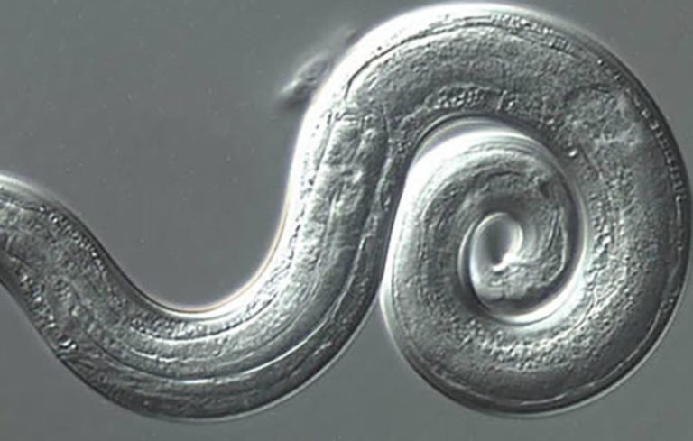 Hawaii Health Department confirms 3 more cases of rat lungworm disease